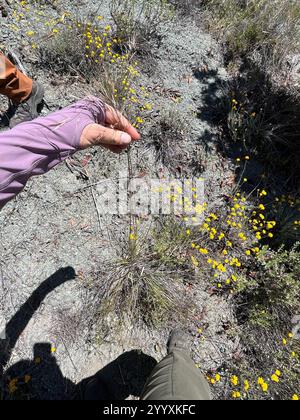 foothill needle grass (Nassella lepida), Plantae, Los Angeles, CA, USA ...