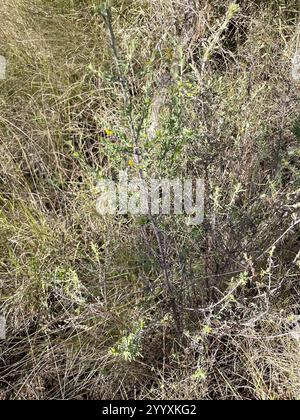 Barrier Saltbush (Enchylaena tomentosa Stock Photo - Alamy