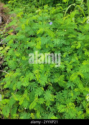 Illinois bundleflower (Desmanthus illinoensis Stock Photo - Alamy