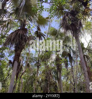 Silver Thatch Palm (Coccothrinax proctorii) Grand Cayman Island, Cayman ...