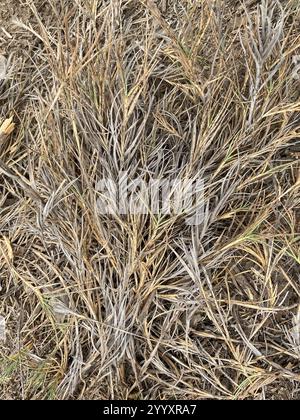 Saltgrass (Distichlis spicata Stock Photo - Alamy