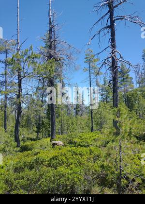 huckleberry oak (Quercus vacciniifolia Stock Photo - Alamy