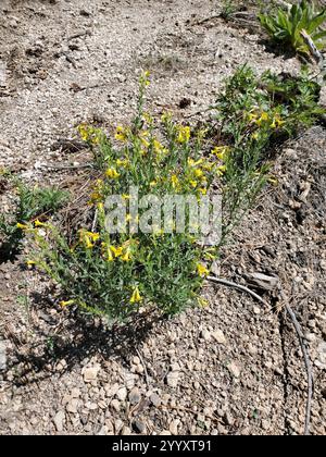 manyflowered gromwell (Lithospermum multiflorum Stock Photo - Alamy