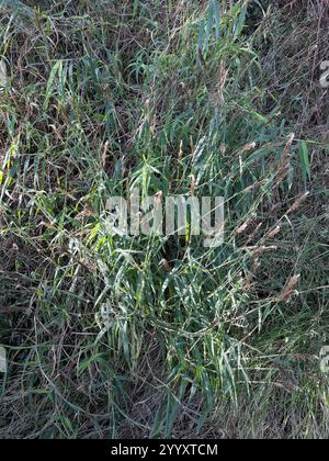 Molasses Grass (Melinis minutiflora Stock Photo - Alamy