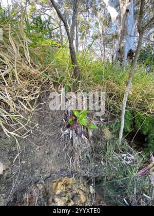 False Bromeliad Plant (Callisia fragrans Stock Photo - Alamy