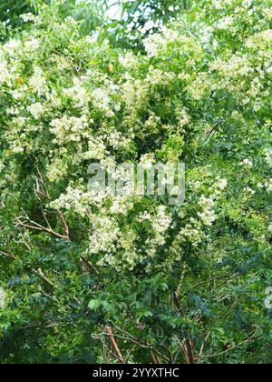 Subcostate Crape Myrtle (Lagerstroemia subcostata Stock Photo - Alamy