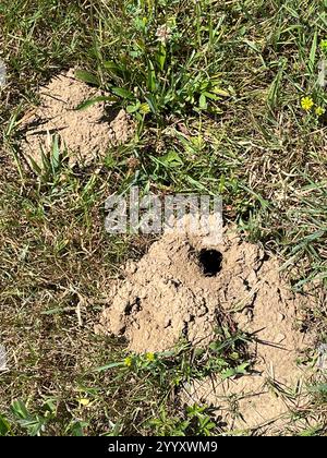 Moles and Desmans (Talpidae Stock Photo - Alamy