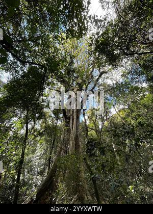 Giant Stinging Tree (Dendrocnide excelsa Stock Photo - Alamy