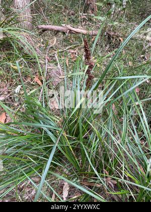 Red-berried Saw-sedge (Gahnia aspera Stock Photo - Alamy