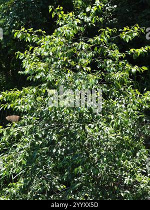Formosan Alder (Alnus formosana Stock Photo - Alamy