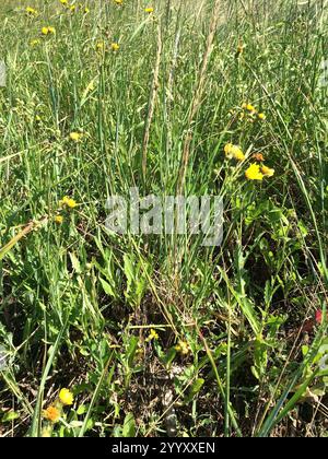 glandular field sowthistle (Sonchus arvensis arvensis Stock Photo - Alamy