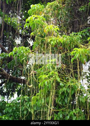 Japanese dodder (Cuscuta japonica Stock Photo - Alamy