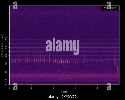 Pygmy Pipistrelle (Pipistrellus pygmaeus Stock Photo - Alamy