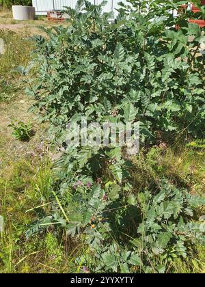 Swedish Service-tree (Hedlundia hybrida) Plantae Stock Photo - Alamy
