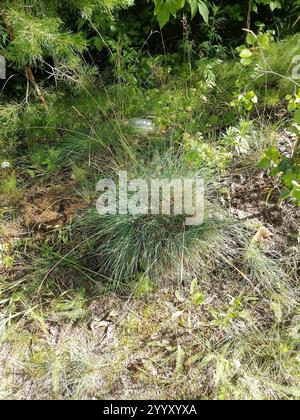 Valais Fescue (Festuca valesiaca Stock Photo - Alamy