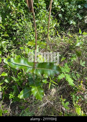 clasping milkweed (Asclepias amplexicaulis Stock Photo - Alamy