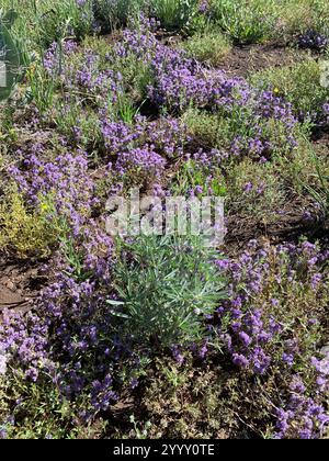 Low Phacelia (Phacelia humilis Stock Photo - Alamy
