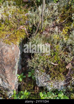 Smooth Pixie Lichen (Cladonia gracilis gracilis Stock Photo - Alamy