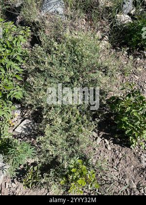 Loose-flower Milkvetch (Astragalus multiflorus), Plantae, Custer ...