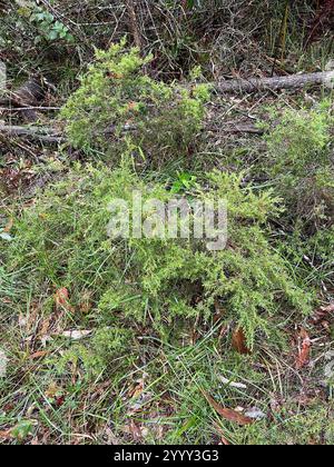 Tea Trees (Leptospermum Stock Photo - Alamy
