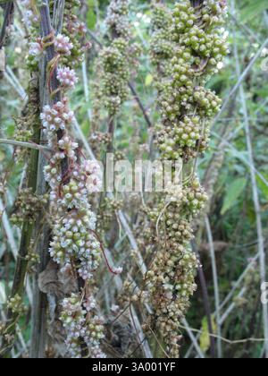Greater Dodder (Cuscuta europaea) Plantae Stock Photo - Alamy