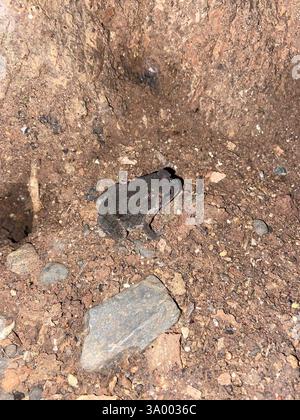 Asian Toads (Duttaphrynus), Amphibia, Dolvan, Tapi, GJ, IN Stock Photo ...