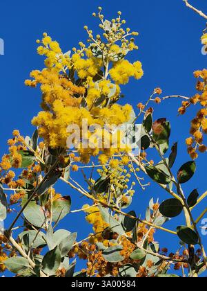 Queensland Silver Wattle or Mount Morgan Wattle, Acacia podalyriifolia ...
