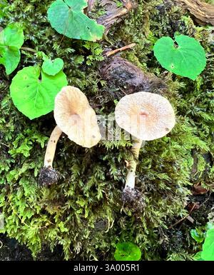 Gray Milkcap (Lactarius griseus) Fungi Stock Photo - Alamy