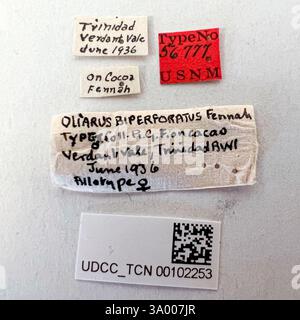 (Cyclopoliarus biperforatus), Insecta, Verdant Vale, Trinidad and ...