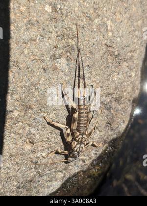 Shortwing Stonefly (Claassenia sabulosa Stock Photo - Alamy