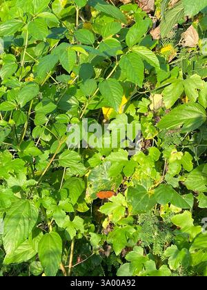 Angled Castor (Ariadne ariadne) Insecta Stock Photo - Alamy
