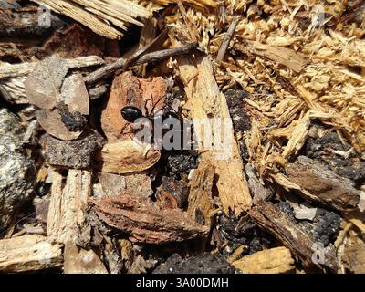 Hairy Smooth Carpenter Ant (Camponotus laevissimus) Insecta Stock Photo ...