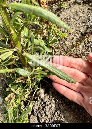 Weld (Reseda luteola), Plantae, A4232, Cardiff, Wales, GB, Leaves ...