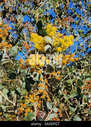 Queensland Silver Wattle or Mount Morgan Wattle, Acacia podalyriifolia ...