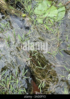 southern watergrass (Luziola fluitans Stock Photo - Alamy