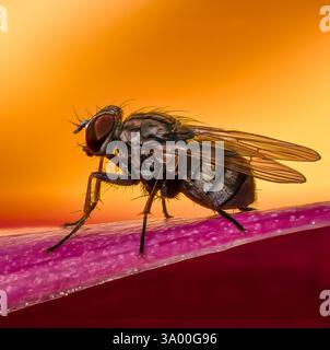 Insect house close up photo with copy space. Insect hotel with many ...
