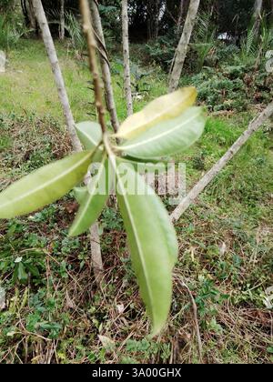 (Sapium haematospermum), Plantae, 37000 Departamento de Cerro Largo ...