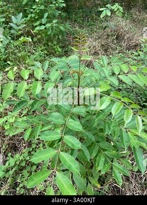 (Garuga pinnata), Plantae, Dolvan, Tapi, GJ, IN Stock Photo - Alamy