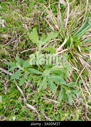 (Senecio selloi), Plantae, 37000 Departamento de Cerro Largo, Uruguay Stock Photo - Alamy