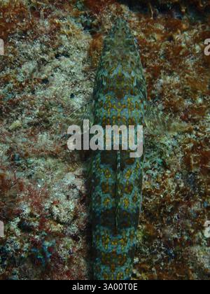 Sand Diver (Synodus intermedius) Actinopterygii Stock Photo - Alamy