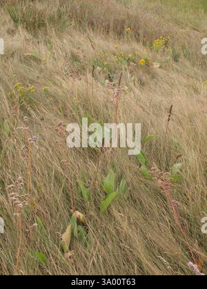 (Plantago maxima), Plantae, Кондольский р-н, Пензенская обл., Россия ...