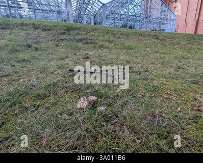 (Sarcodon), Fungi, Bradfield Hall, Ithaca, NY 14853, USA Stock Photo ...