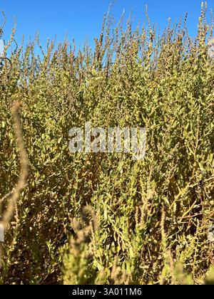saltbush subfamily (Chenopodioideae), Plantae, Corpus Christi, TX, USA ...