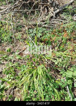 grasses (Poaceae), Plantae, Wisconsin, US Stock Photo - Alamy
