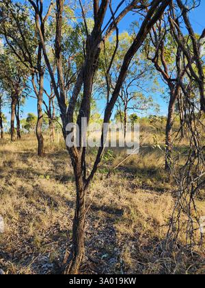 Golden Wattle (Acacia decora), Plantae, Bouldercombe QLD 4702 ...