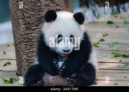 CHONGQING, CHINA - MARCH 8, 2025 - Giant pandas Chong Chong, Xi Xi and ...
