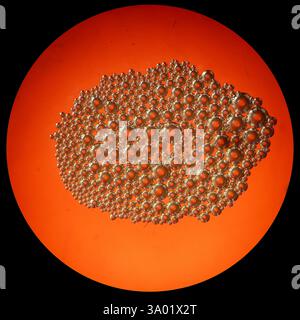 Microscopic air bubbles floating in the microscope field with creative ...