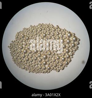 Microscopic air bubbles floating in the microscope field with creative ...