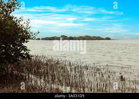 Mangrove beach with exposed roots and sandy coastal ecosystem during ...