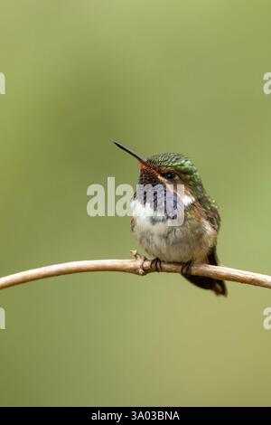 The volcano hummingbird (Selasphorus flammula) is a species of ...